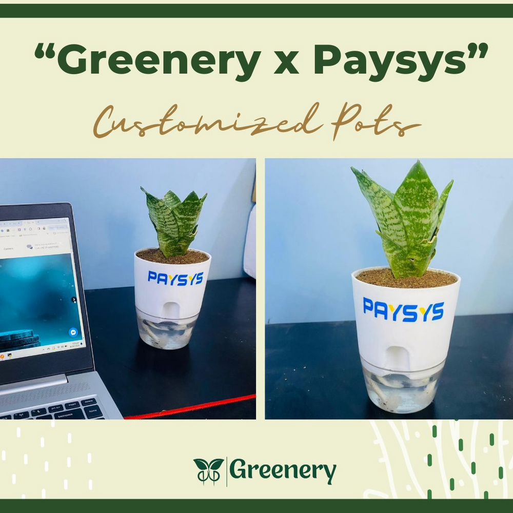 Corporate Gifting – Greenery