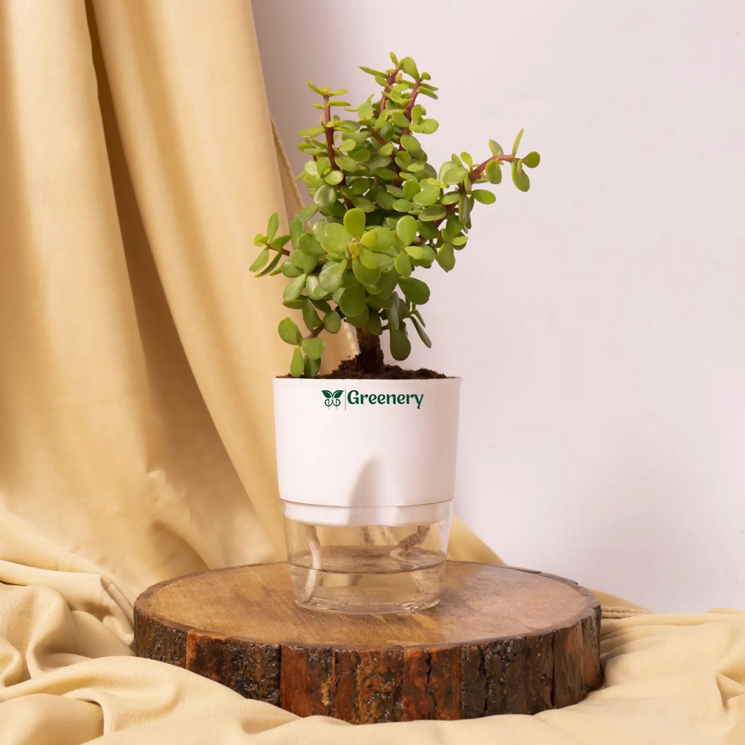 Greenery | The House of Indoor Plants | Pakistan # 1 Indoor Plants