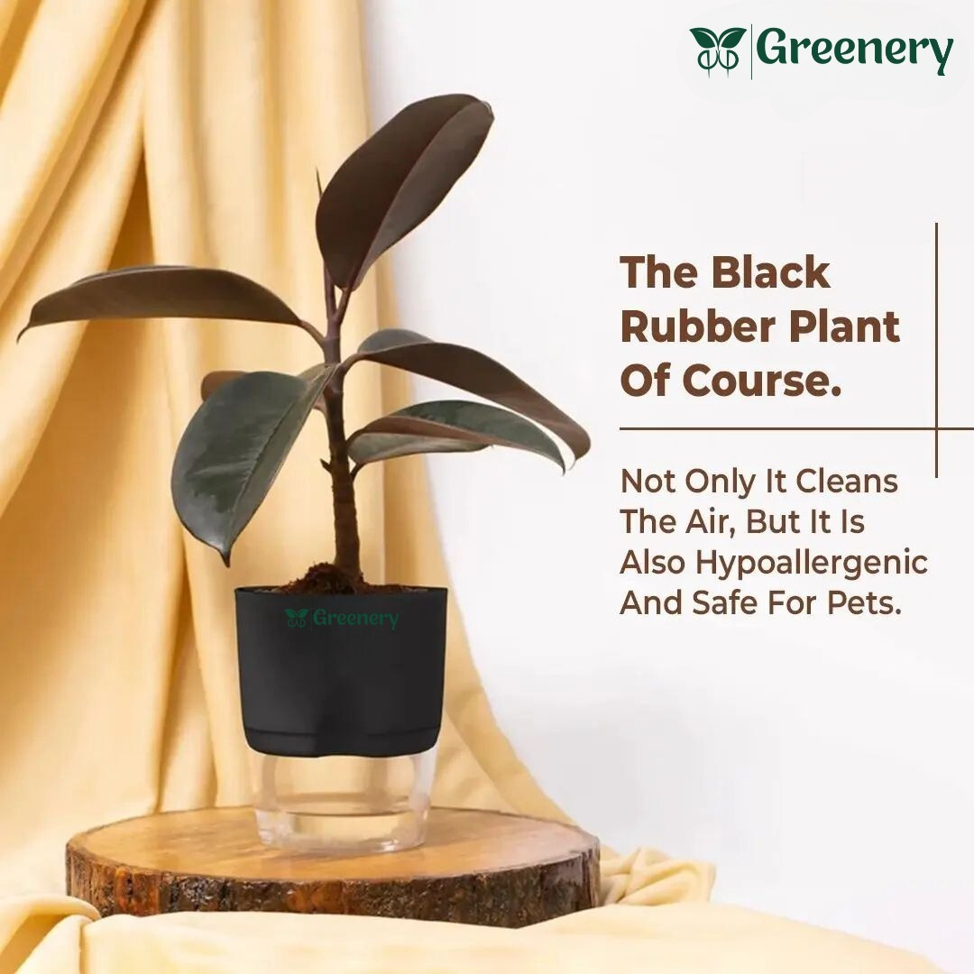 Collections – Greenery