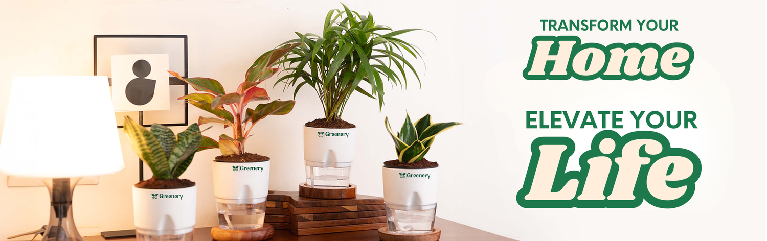 Greenery | The House of Indoor Plants | Pakistan # 1 Indoor Plants