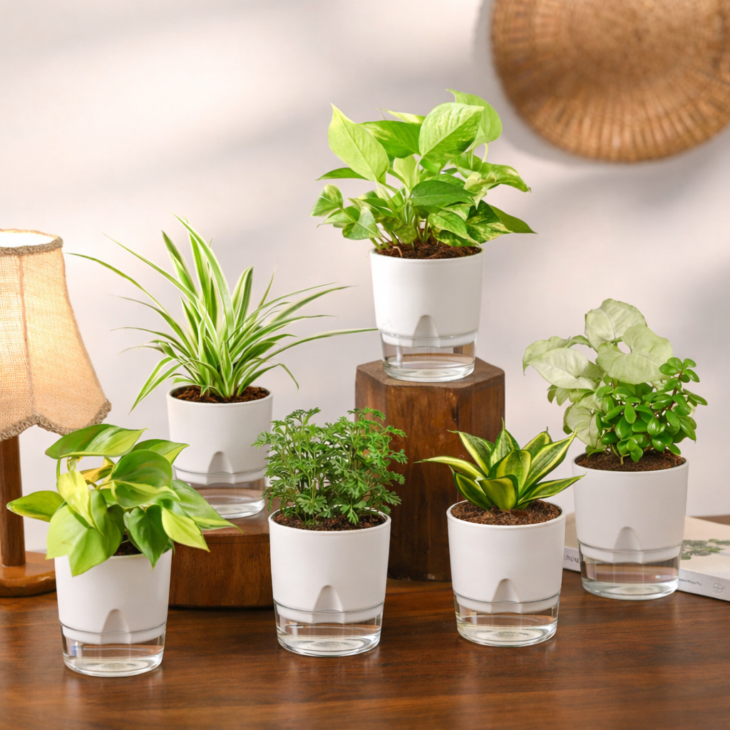 Set of 6 Air Purifier Indoor Plants – High Oxygen, Low Maintenance & N ...