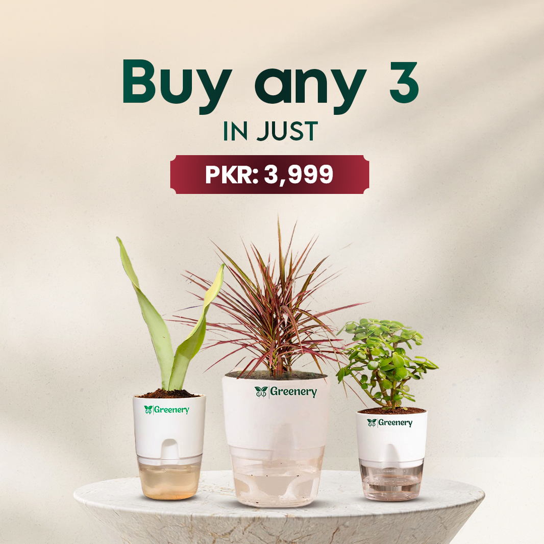 Greenery | The House of Indoor Plants | Pakistan # 1 Indoor Plants