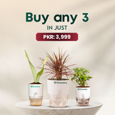 Greenery | The House of Indoor Plants | Pakistan # 1 Indoor Plants