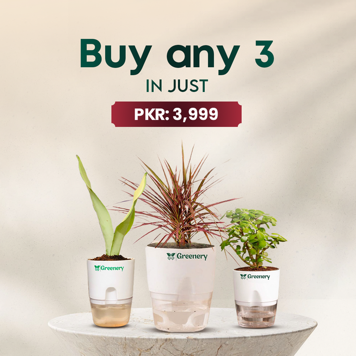 Greenery | The House of Indoor Plants | Pakistan # 1 Indoor Plants