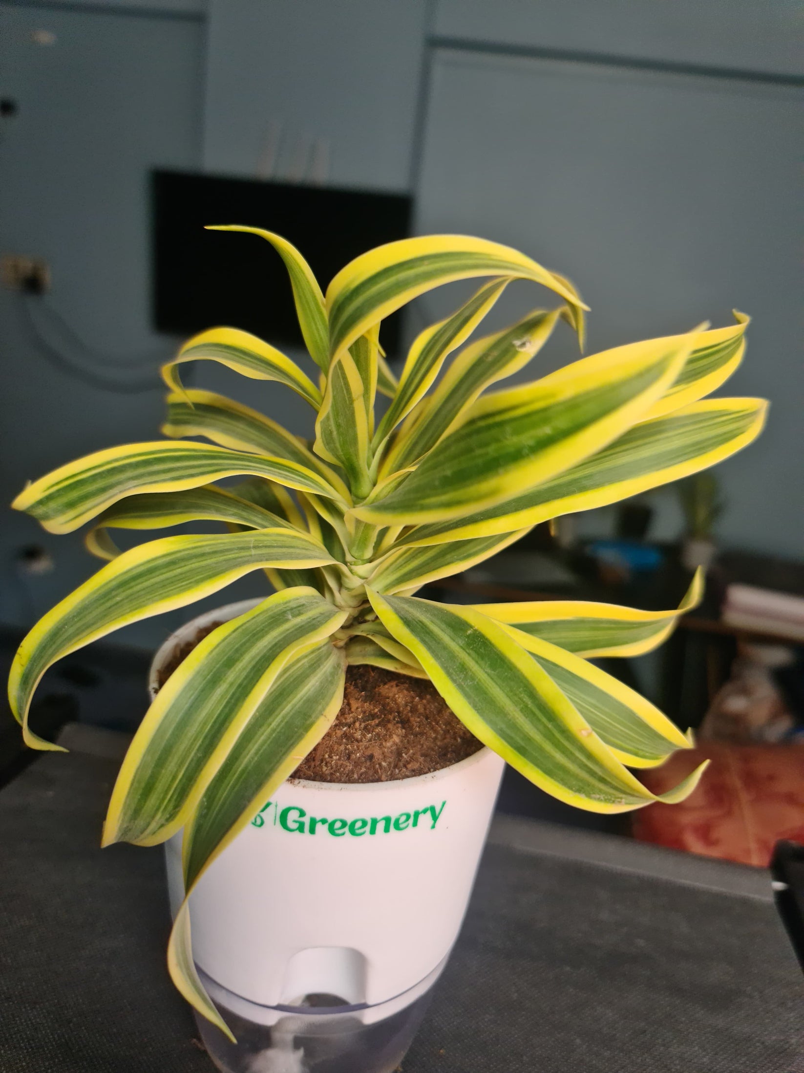 Dracaena reflexa (Song of India) Plant With Self Watering Pots – Greenery