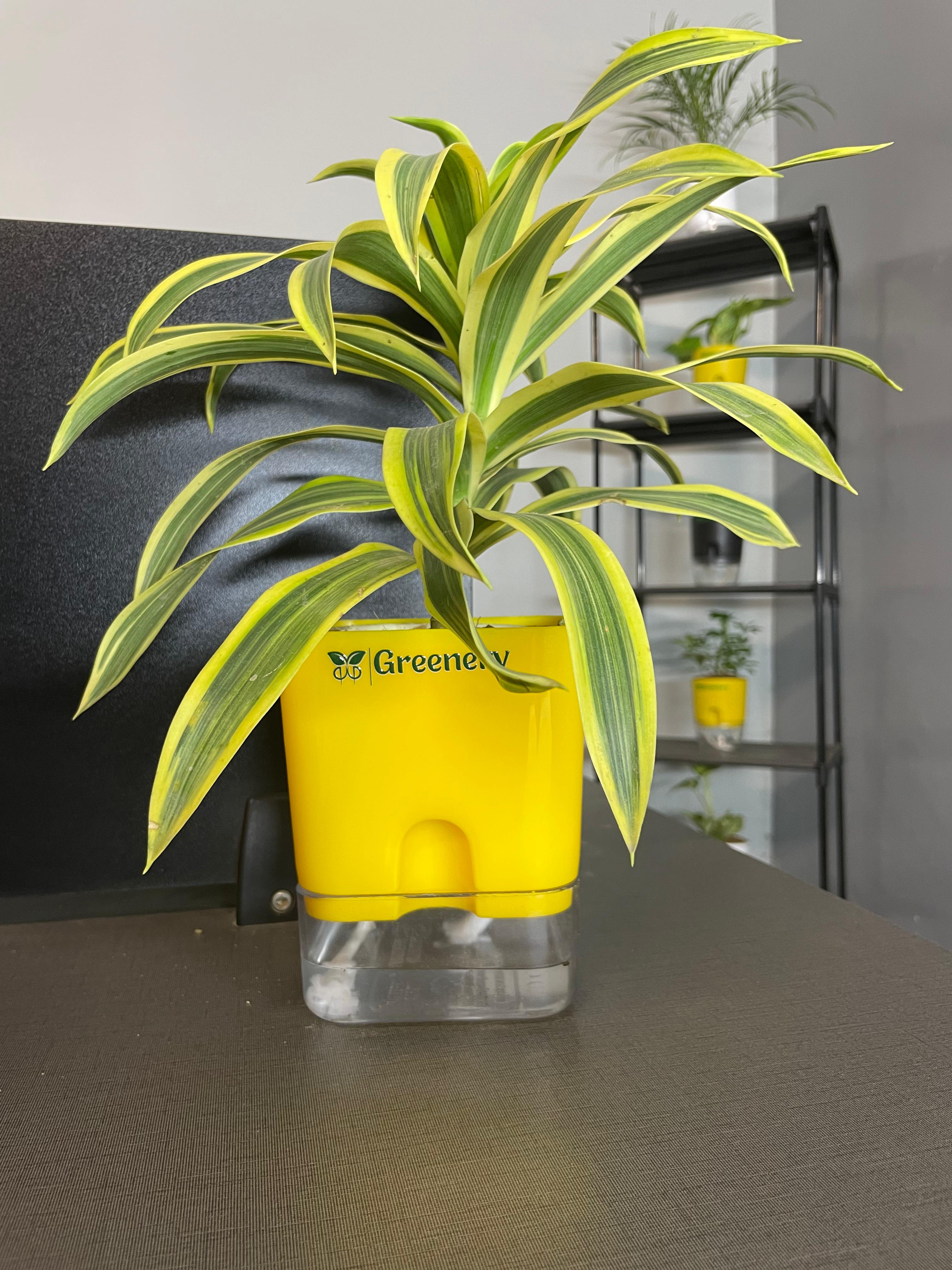 Dracaena reflexa (Song of India) Plant With Self Watering Pots [Square ...