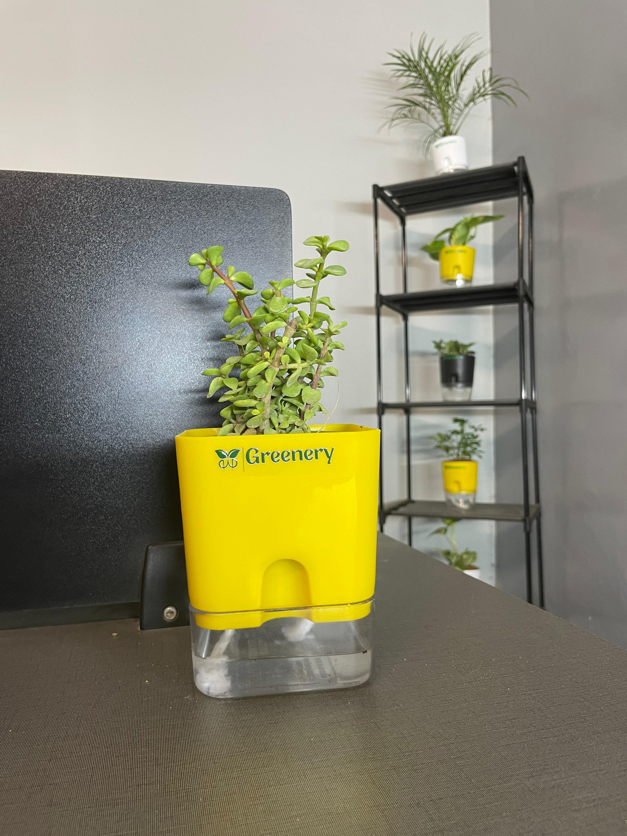 Jade Plant With Self Watering Pot: Lucky Plant [Square] – Greenery
