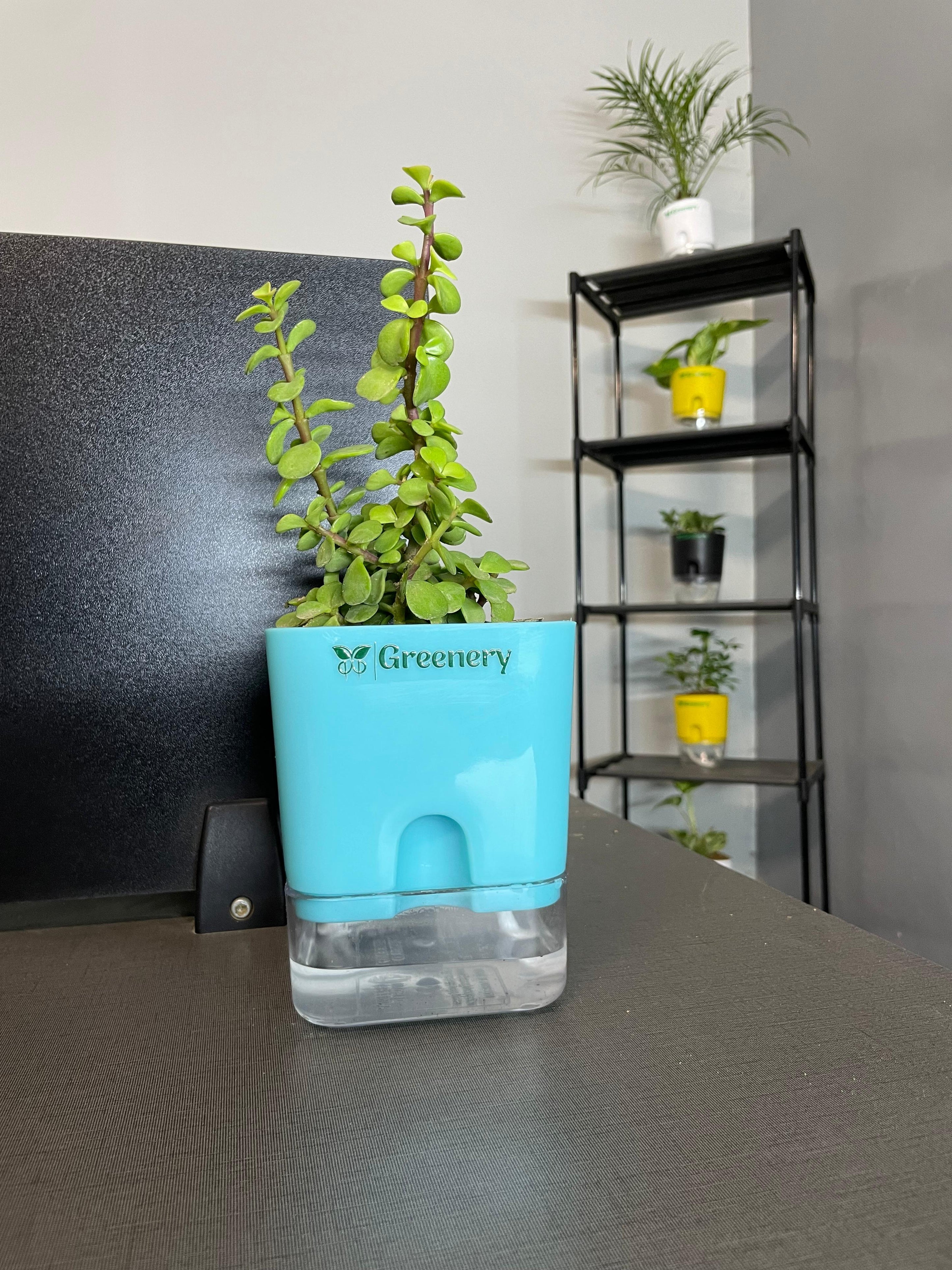 Jade Plant With Self Watering Pot: Lucky Plant [Square] – Greenery