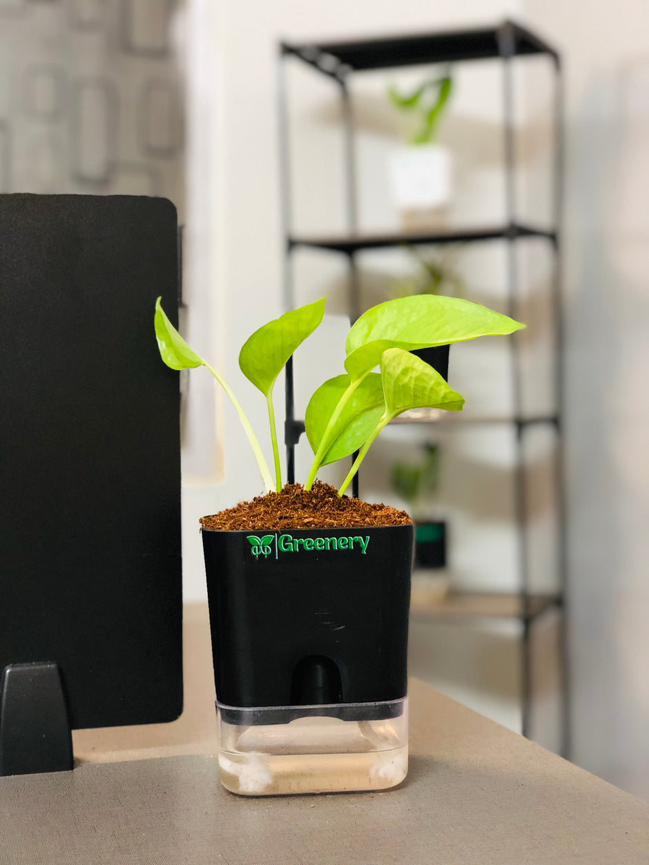 Bedroom Plants – Greenery