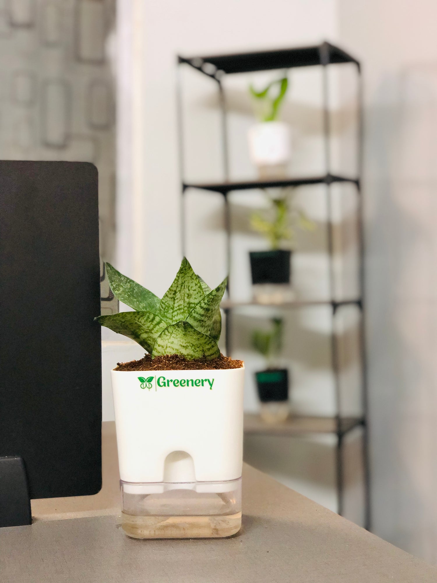 Collections – Greenery