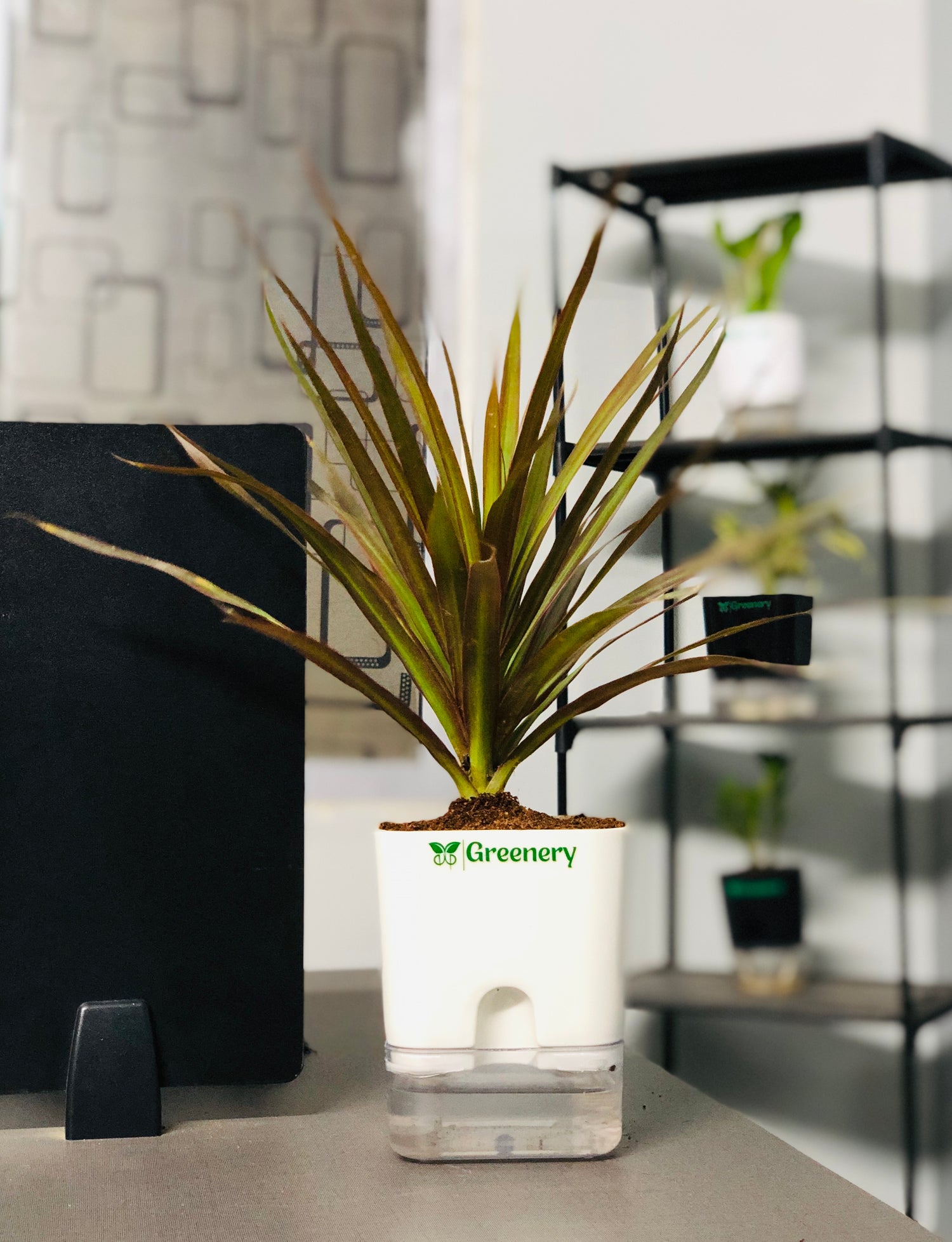 Collections – Greenery
