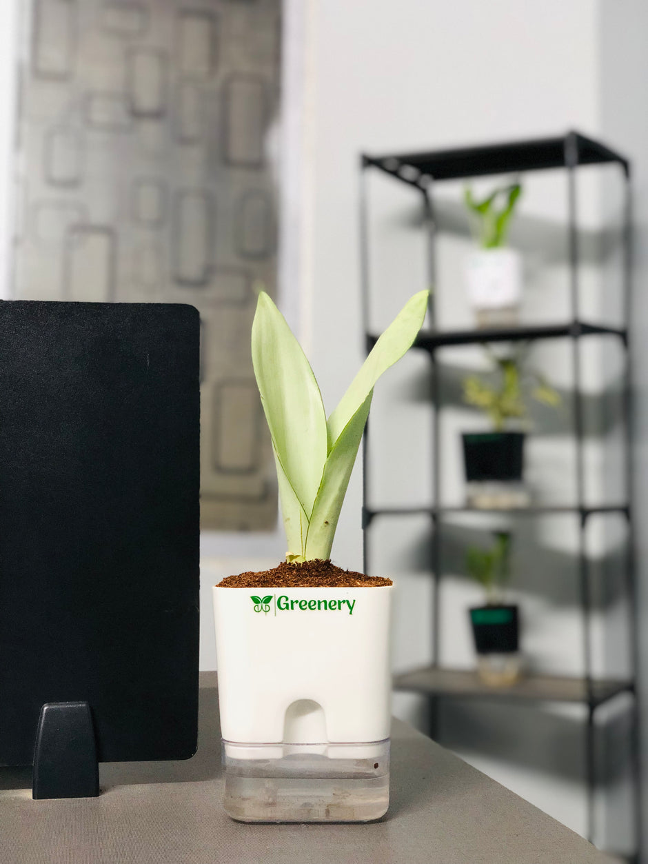 Air Purifying Plants – Page 2 – Greenery