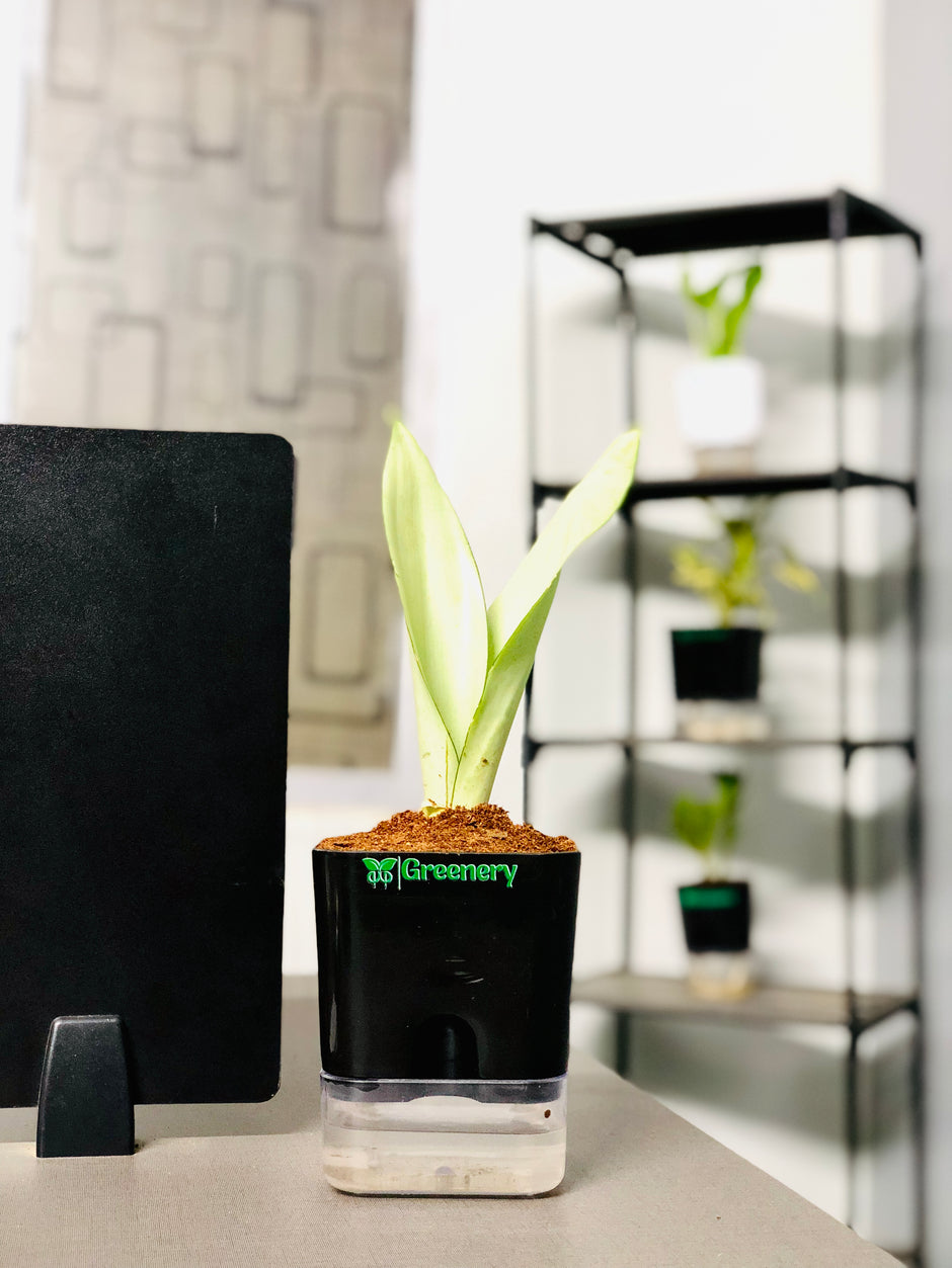 Bedroom Plants – Greenery