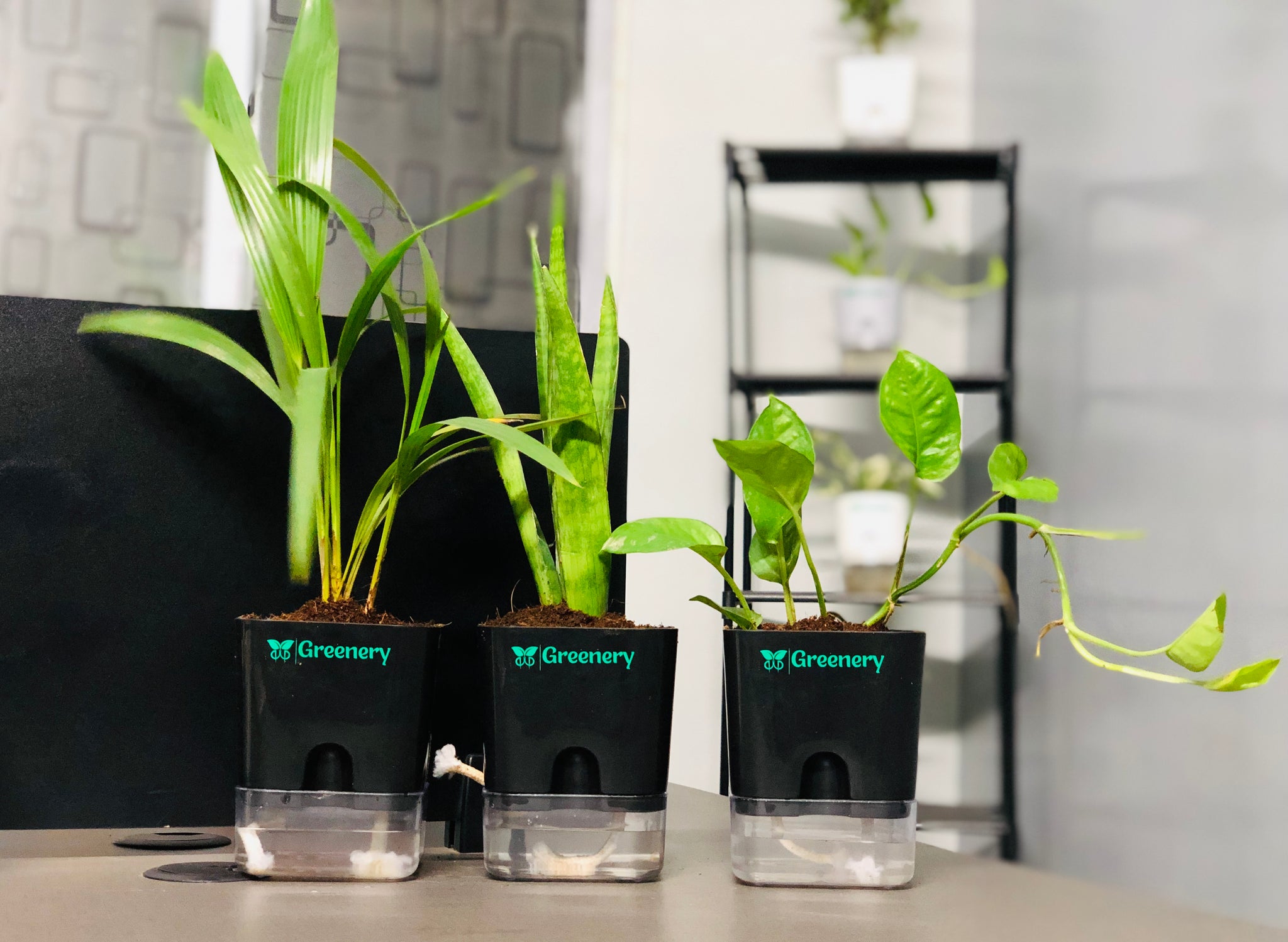 Set Of 3 - Areca Palm & Money Plant & Snake – Greenery