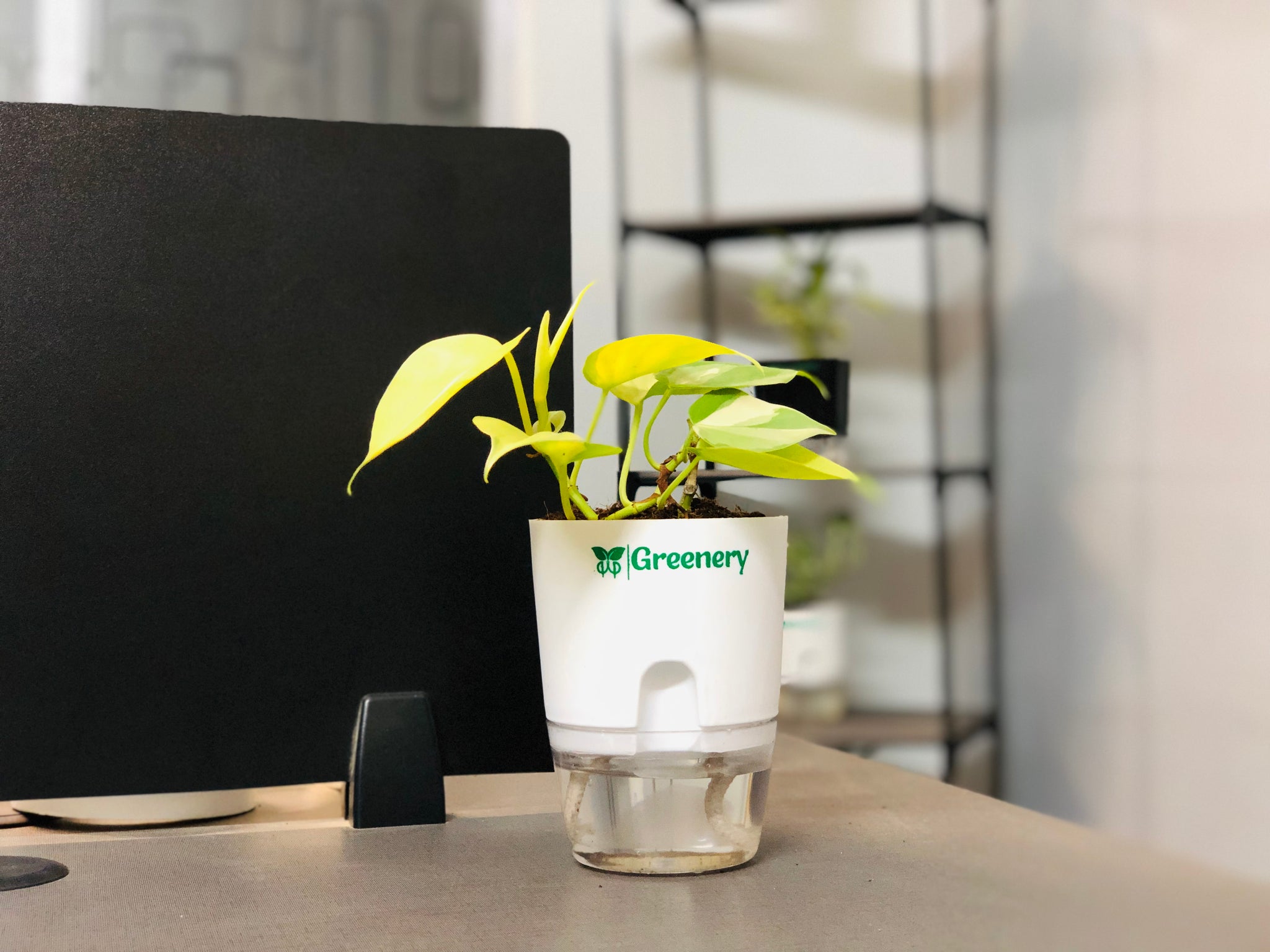 Golden Money Plant With Self Watering Pot – Greenery
