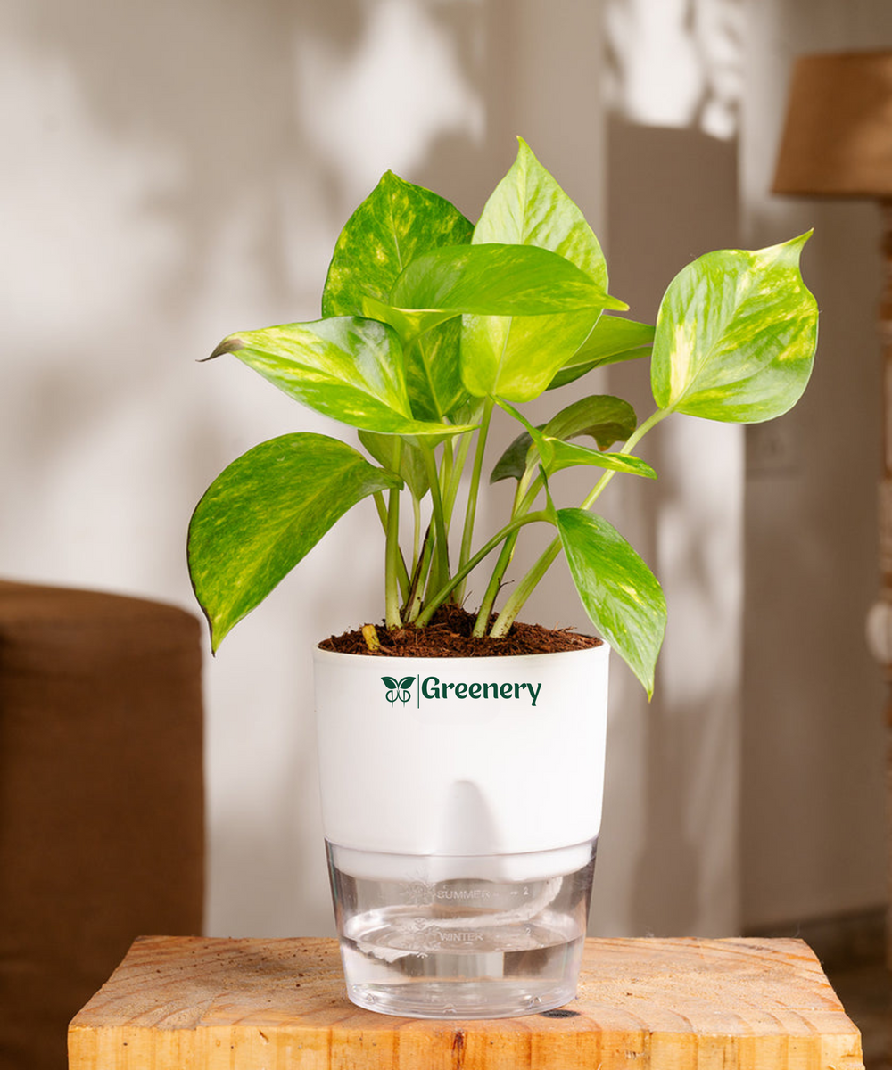 Collections – Greenery