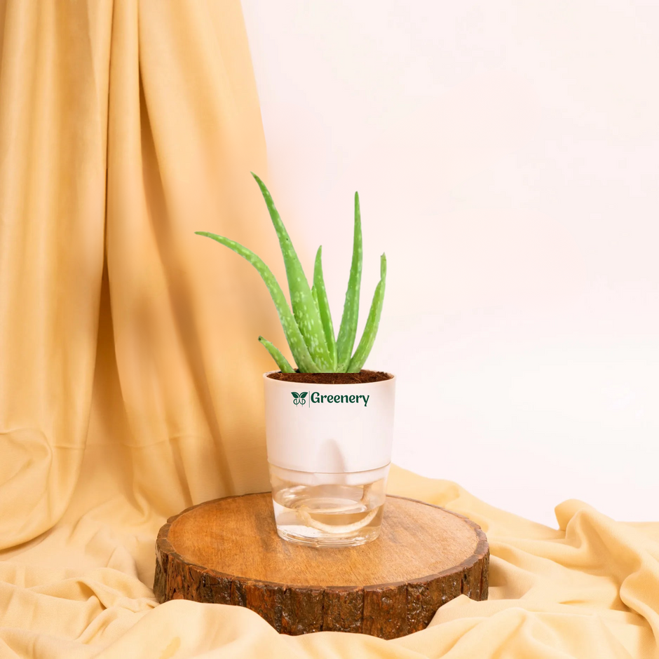 Greenery | The House of Indoor Plants | Pakistan # 1 Indoor Plants