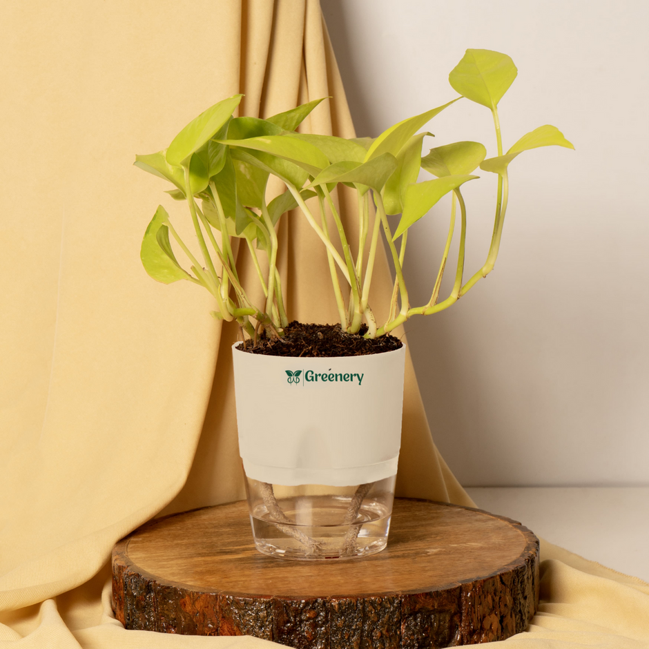 Greenery | The House of Indoor Plants | Pakistan # 1 Indoor Plants