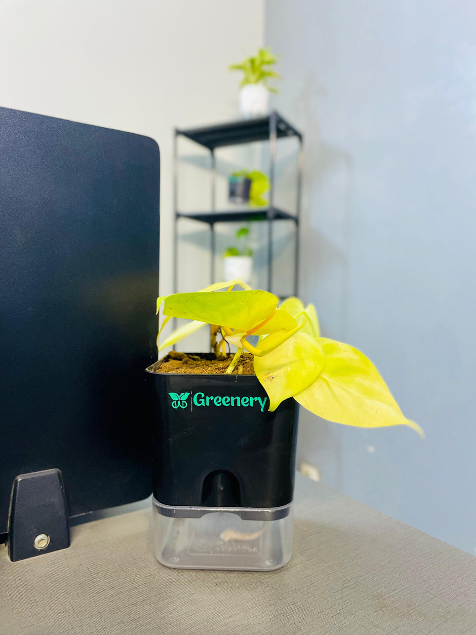 Square Pots – Greenery