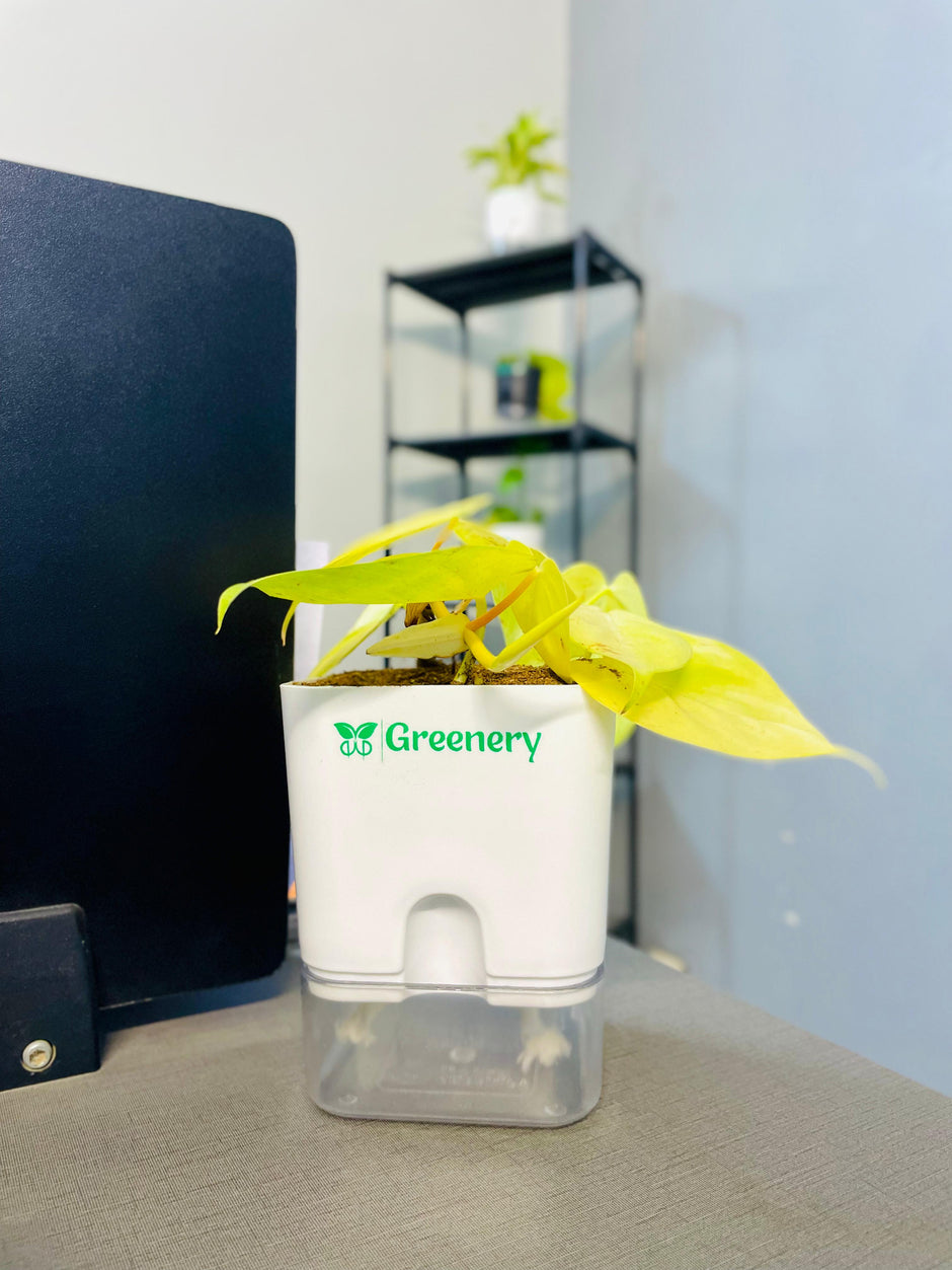 Square Pots – Greenery