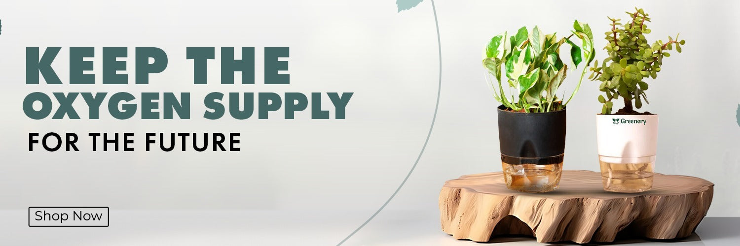 Greenery | The House of Indoor Plants | Pakistan # 1 Indoor Plants