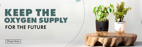 Greenery | The House of Indoor Plants | Pakistan # 1 Indoor Plants