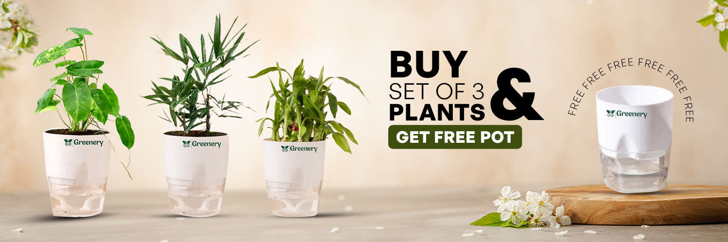 Greenery | The House of Indoor Plants | Pakistan # 1 Indoor Plants