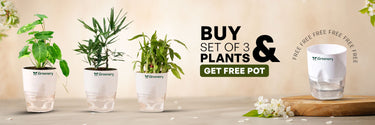 Greenery | The House of Indoor Plants | Pakistan # 1 Indoor Plants