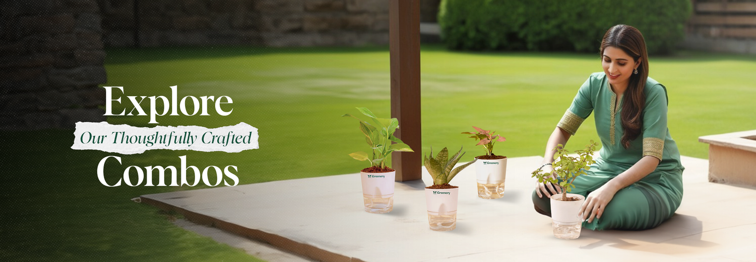 Greenery | The House of Indoor Plants | Pakistan # 1 Indoor Plants