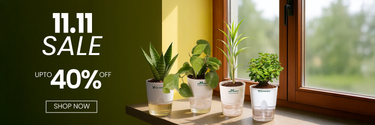 Greenery | The House of Indoor Plants | Pakistan # 1 Indoor Plants