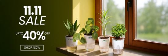 Greenery | The House of Indoor Plants | Pakistan # 1 Indoor Plants
