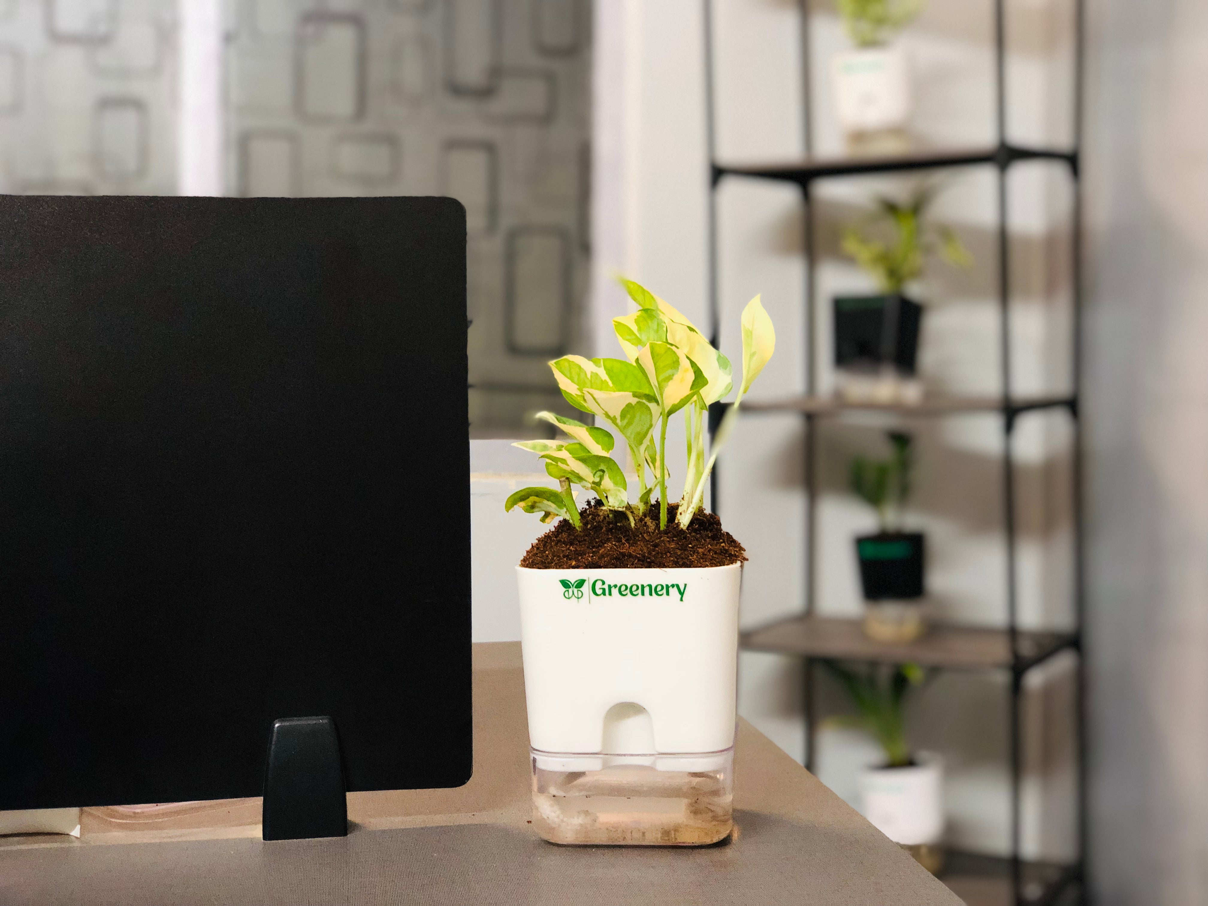 Square Pots – Greenery